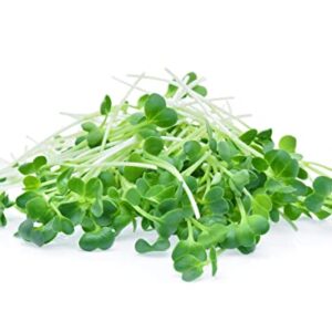 Todd’s Seeds - Alfalfa Sprouting Seeds - 1 Pound Bulk Alfalfa Seeds - Fast Growing Seeds with High Sprout Germination