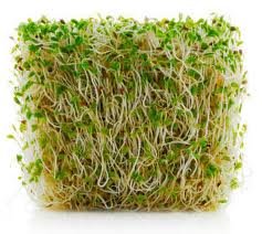 Todd’s Seeds - Alfalfa Sprouting Seeds - 1 Pound Bulk Alfalfa Seeds - Fast Growing Seeds with High Sprout Germination