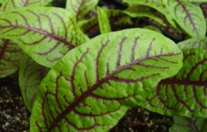 sorrel seeds- blood-veined- heirloom greens- 200+ seeds