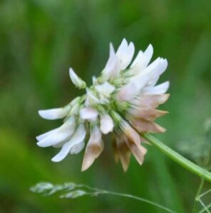 seedranch nitro-coated and inoculated seedranch white dutch clover seeds - 5 pounds