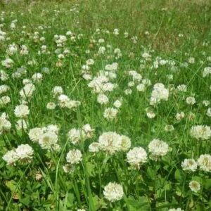 SeedRanch Nitro-Coated and Inoculated Seedranch White Dutch Clover Seeds - 5 Pounds