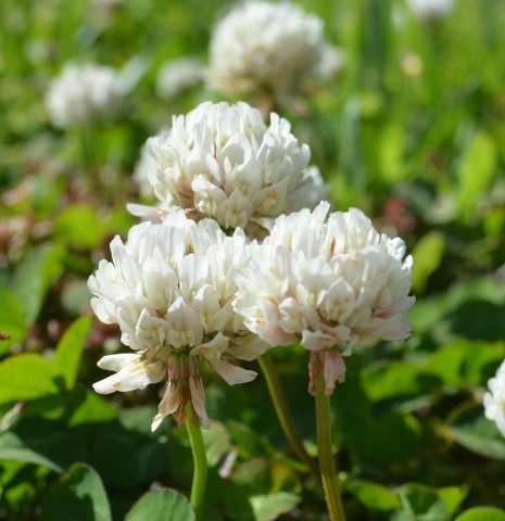 SeedRanch Nitro-Coated and Inoculated Seedranch White Dutch Clover Seeds - 5 Pounds