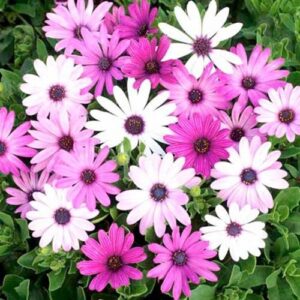 outsidepride african daisy osteospermum ecklonis flower seed mix - 100 seeds