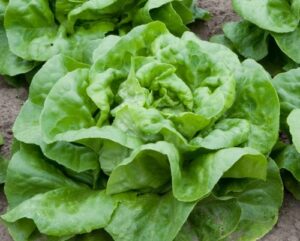 2,000+ buttercrunch heirloom lettuce seeds- ohio heirloom seeds