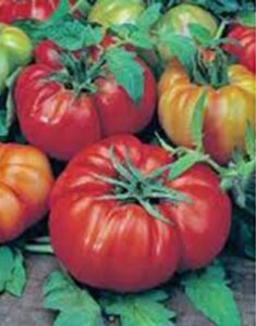 tomato, beefsteak, heirloom, 25+ seeds, great sliced tomato, delicious