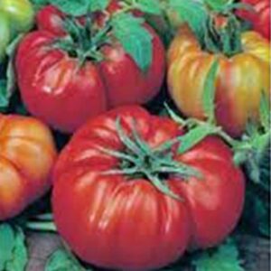 Tomato, Beefsteak, Heirloom, 25+ Seeds, Great Sliced Tomato, Delicious