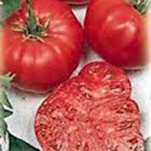 Tomato, Beefsteak, Heirloom, 25+ Seeds, Great Sliced Tomato, Delicious