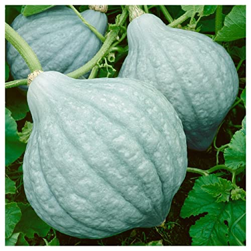 Everwilde Farms - 20 Blue Hubbard Winter Squash Seeds - Gold Vault Jumbo Seed Packet