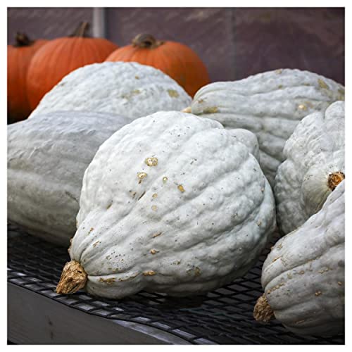 Everwilde Farms - 20 Blue Hubbard Winter Squash Seeds - Gold Vault Jumbo Seed Packet