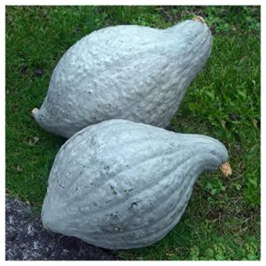 Everwilde Farms - 20 Blue Hubbard Winter Squash Seeds - Gold Vault Jumbo Seed Packet