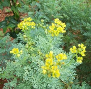 earthcare seeds rue 150 seeds (ruta graveolens) heirloom - non gmo - open pollinated