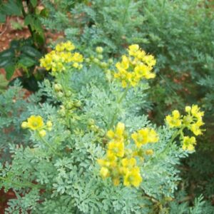 Earthcare Seeds Rue 150 Seeds (Ruta Graveolens) Heirloom - Non GMO - Open Pollinated