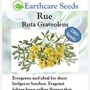 Earthcare Seeds Rue 150 Seeds (Ruta Graveolens) Heirloom - Non GMO - Open Pollinated