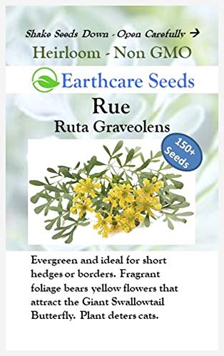 Earthcare Seeds Rue 150 Seeds (Ruta Graveolens) Heirloom - Non GMO - Open Pollinated