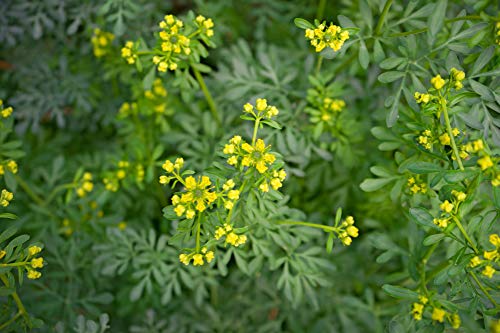 Earthcare Seeds Rue 150 Seeds (Ruta Graveolens) Heirloom - Non GMO - Open Pollinated