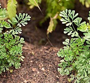 Earthcare Seeds Rue 150 Seeds (Ruta Graveolens) Heirloom - Non GMO - Open Pollinated