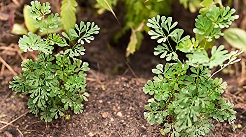 Earthcare Seeds Rue 150 Seeds (Ruta Graveolens) Heirloom - Non GMO - Open Pollinated