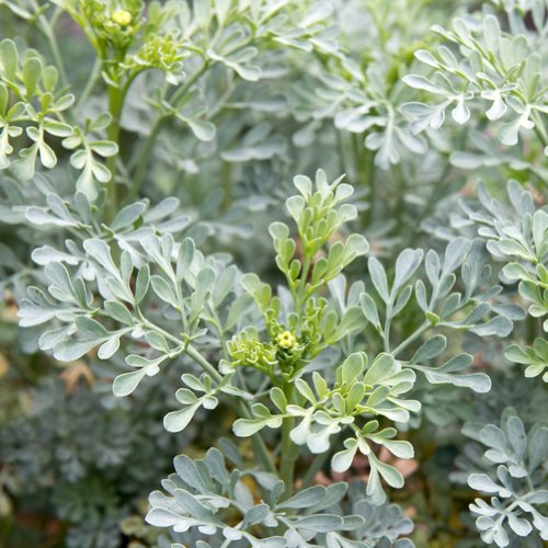 Earthcare Seeds Rue 150 Seeds (Ruta Graveolens) Heirloom - Non GMO - Open Pollinated