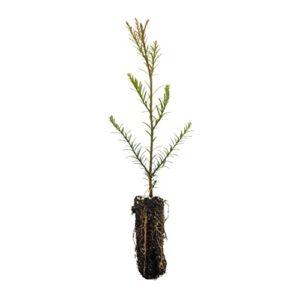 coast redwood | medium tree seedling | the jonsteen company