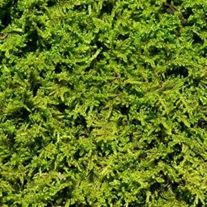 living moss - fresh sheet moss perfect for terrariums and bonsai by dbdpet | live arrival is guaranteed