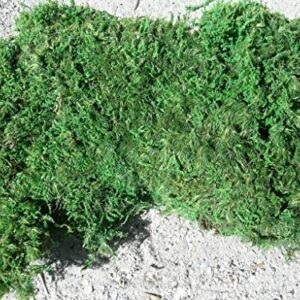 Living Moss - Fresh Sheet Moss Perfect for Terrariums and Bonsai by DBDPet | Live Arrival is Guaranteed