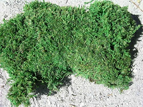 Living Moss - Fresh Sheet Moss Perfect for Terrariums and Bonsai by DBDPet | Live Arrival is Guaranteed