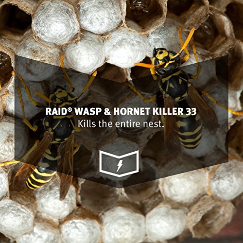 Raid Wasp and Hornet Killer (Pack - 2)