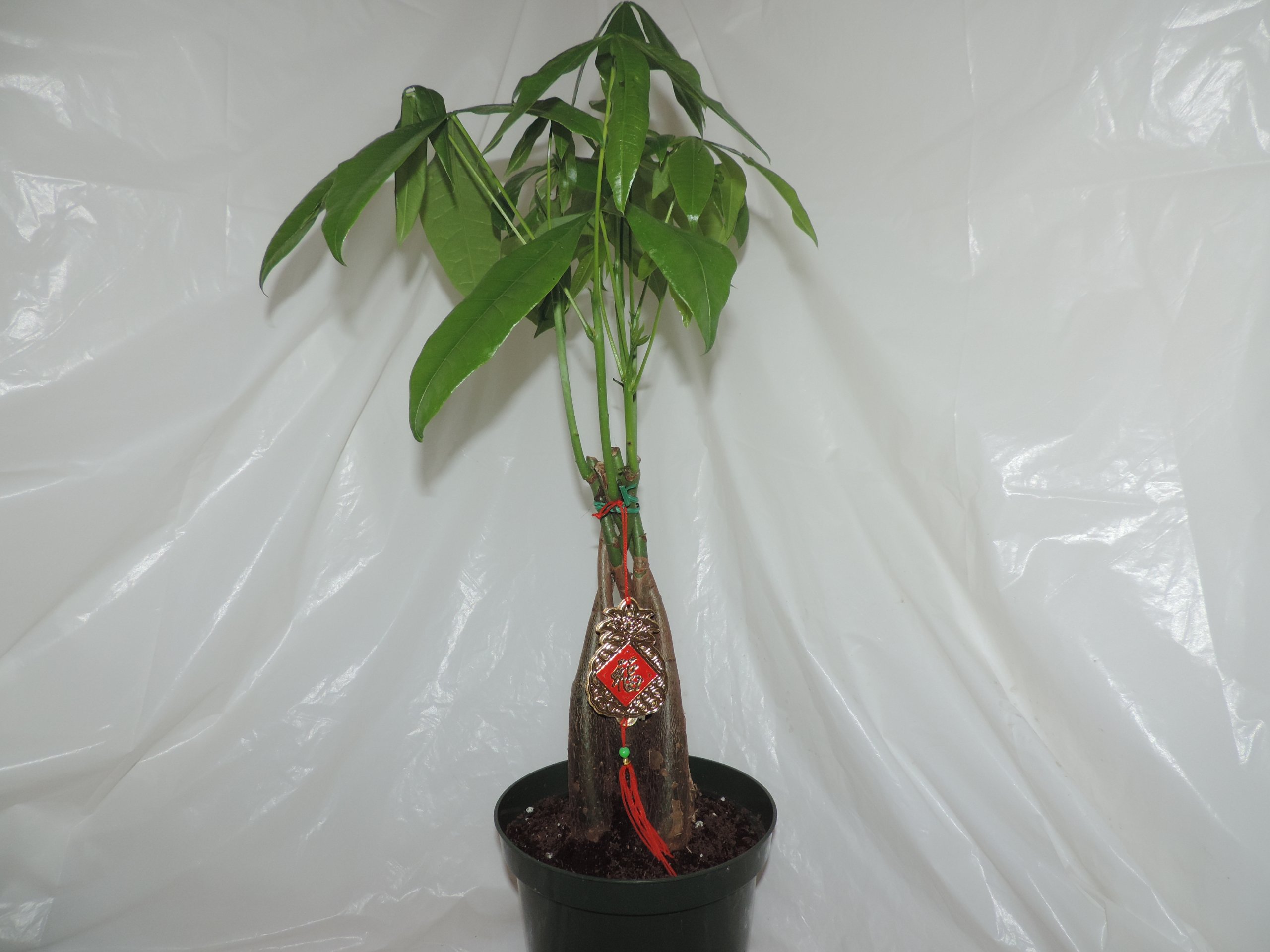 Money Tree Bonsai 5 Braided 20'' inches Tall