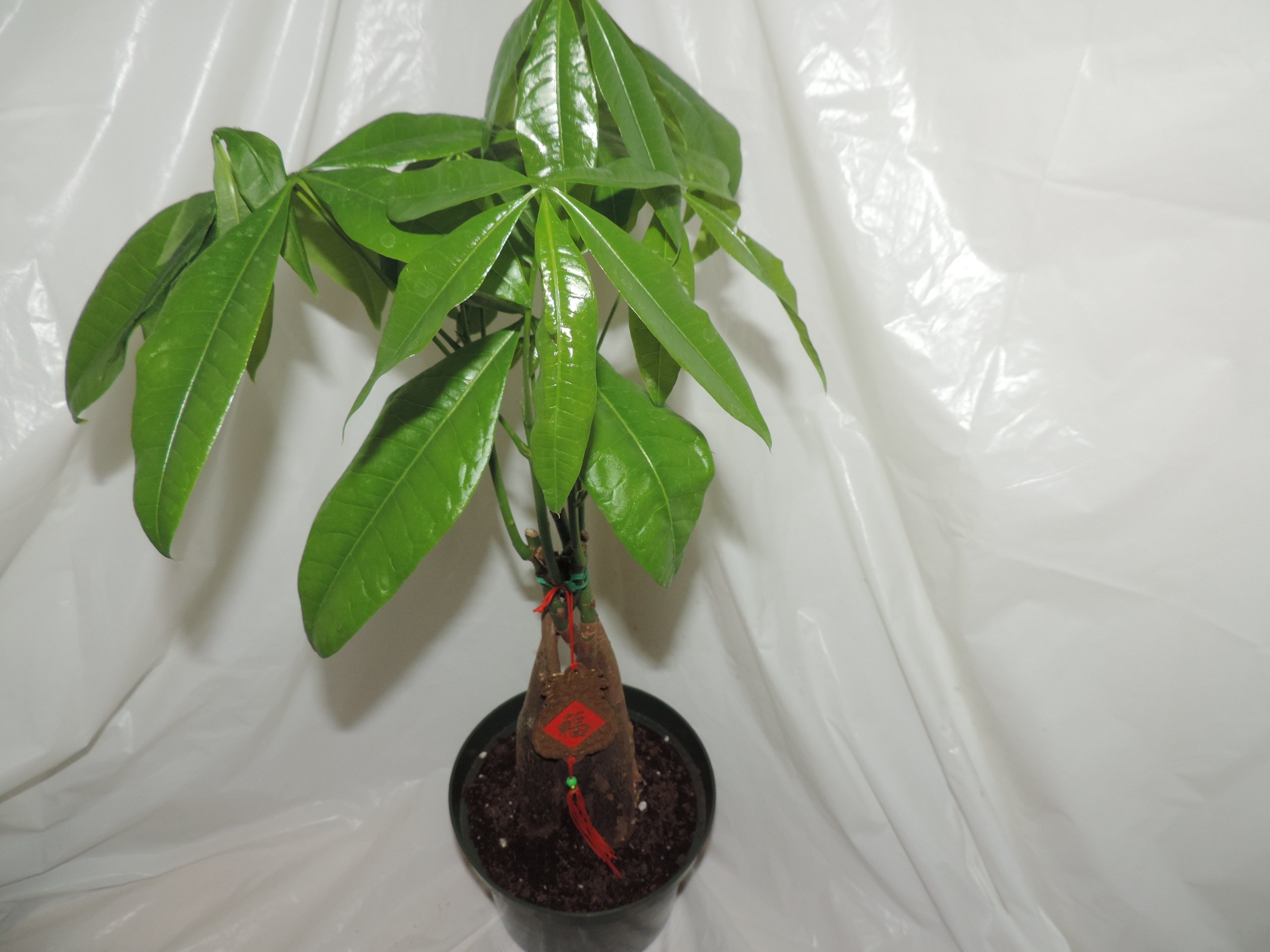 Money Tree Bonsai 5 Braided 20'' inches Tall