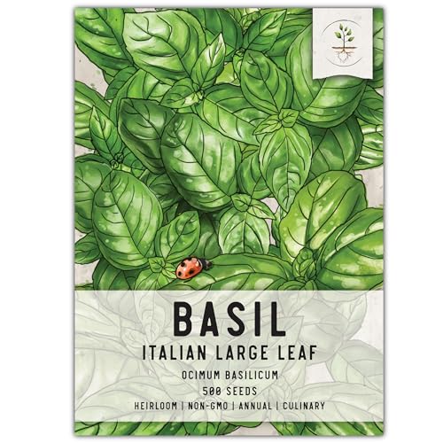 Seed Needs, Italian Large Leaf Basil Seeds - 500 Heirloom Seeds for Planting Ocimum basilicum - Non-GMO & Untreated (1 Pack)