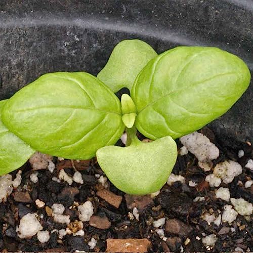 Seed Needs, Italian Large Leaf Basil Seeds - 500 Heirloom Seeds for Planting Ocimum basilicum - Non-GMO & Untreated (1 Pack)