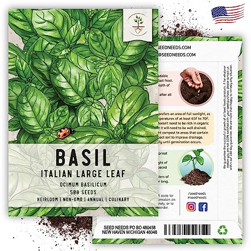 Seed Needs, Italian Large Leaf Basil Seeds - 500 Heirloom Seeds for Planting Ocimum basilicum - Non-GMO & Untreated (1 Pack)