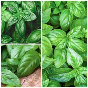 Seed Needs, Italian Large Leaf Basil Seeds - 500 Heirloom Seeds for Planting Ocimum basilicum - Non-GMO & Untreated (1 Pack)