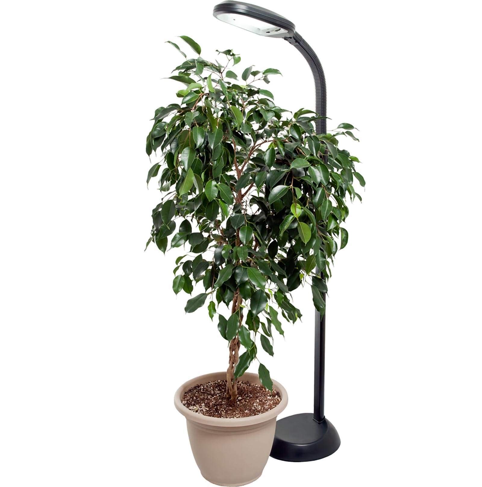 AgroBrite Hydrofarm FLF27DF 27-watt CFL, Black Floor Plant Light