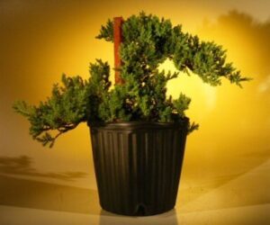 pre bonsai juniper bonsai tree - staked (juniper procumbens nana)