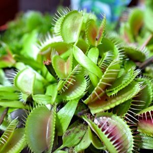 outsidepride dionaea venus flytrap indoor house plant seed - 10 seeds