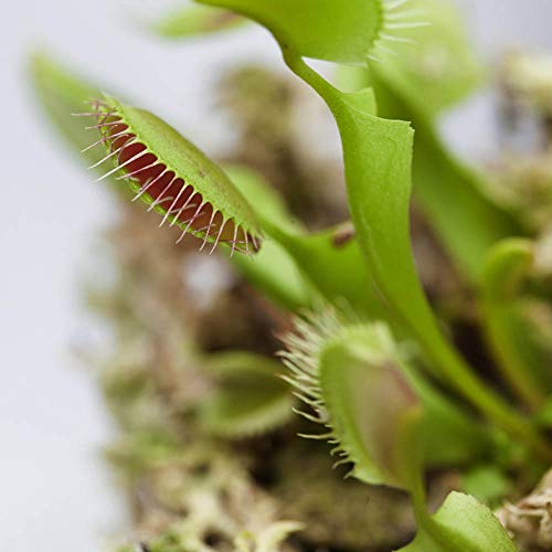 Outsidepride Dionaea Venus Flytrap Indoor House Plant Seed - 10 Seeds