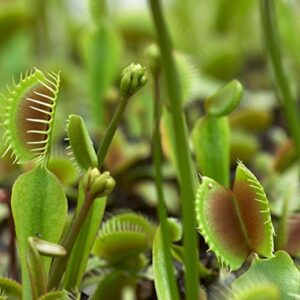 Outsidepride Dionaea Venus Flytrap Indoor House Plant Seed - 10 Seeds