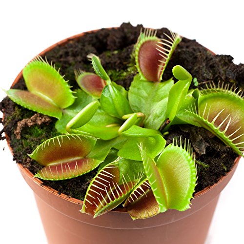 Outsidepride Dionaea Venus Flytrap Indoor House Plant Seed - 10 Seeds