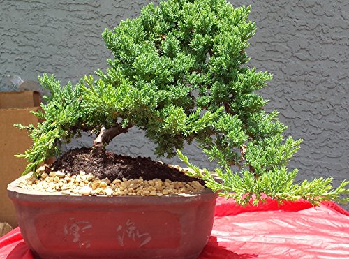 Indoorbonsaiexotics Juniper Large Bonsai Tree