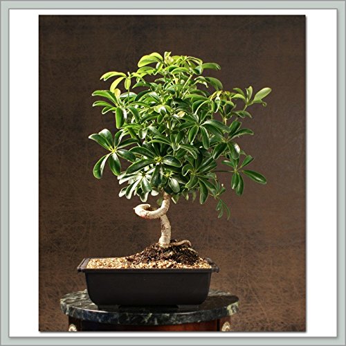 Indoorbonsaiexotics Small Coiled Umbrella Beginner Bonsai Tree (Indoors)