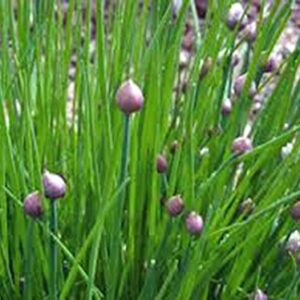 Chive Seeds, Herb, Heirloom, Non GMO, 25+ Seeds, Great Fresh or Dried Herb