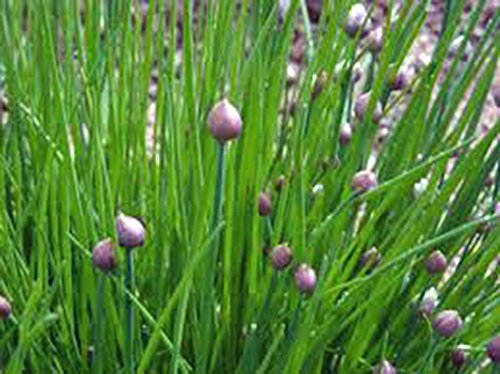 Chive Seeds, Herb, Heirloom, Non GMO, 25+ Seeds, Great Fresh or Dried Herb