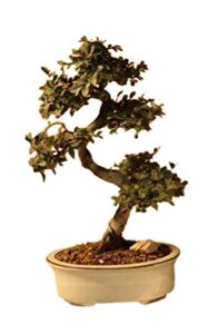 bonsaiboy chinese elm bonsai tree - large curved trunk style ulmus parvifolia