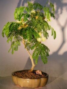 bonsai boy flowering brazilian raintree bonsai tree - medium pithecellobium tortum