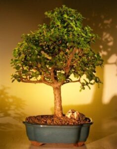 bonsai boy baby jade bonsai tree - extra large portulacaria afra