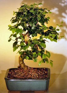 Bonsai Boy Flowering Ligustrum Bonsai Tree with Curved Trunk-Medium ligustrum lucidum