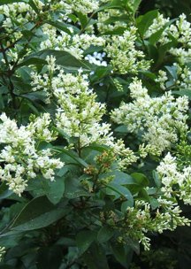 Bonsai Boy Flowering Ligustrum Bonsai Tree with Curved Trunk-Medium ligustrum lucidum