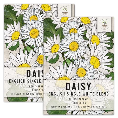 Seed Needs, White English Daisy Seeds - 1,000 Heirloom Seeds for Planting Bellis perennis (2 Packs)