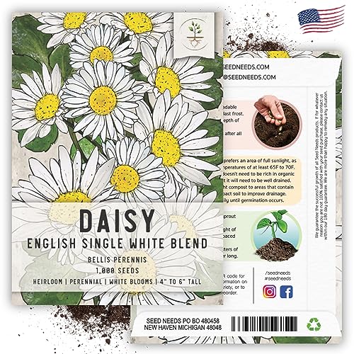 Seed Needs, White English Daisy Seeds - 1,000 Heirloom Seeds for Planting Bellis perennis (2 Packs)